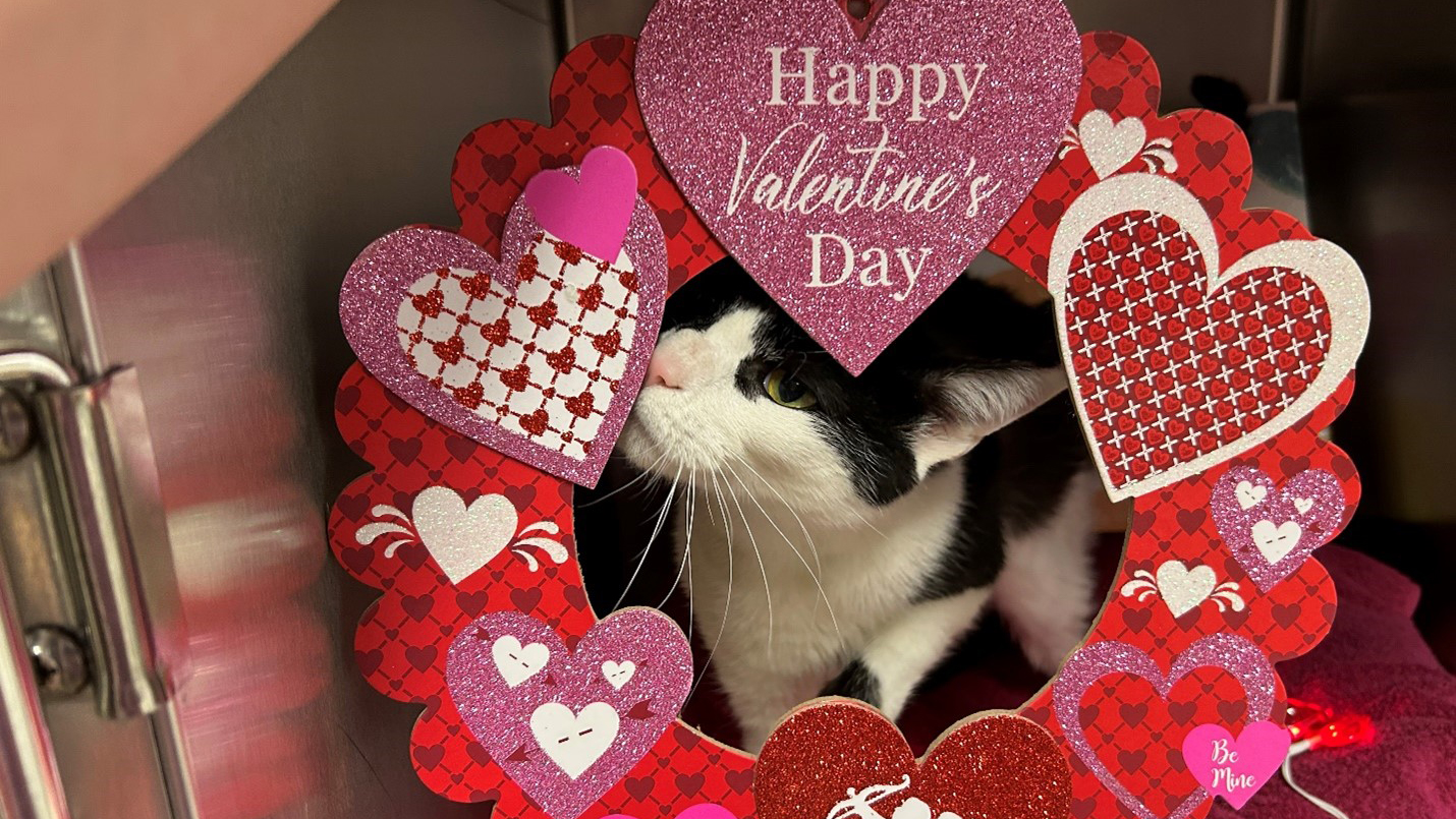 Animal Shelter offers sweet adoption deals in February – The Long ...