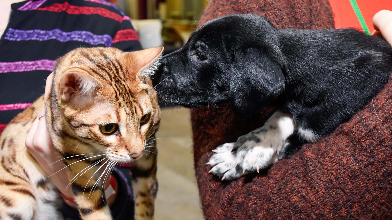 Ruff winter? The Long Island Pet Expo is just around the corner – The ...