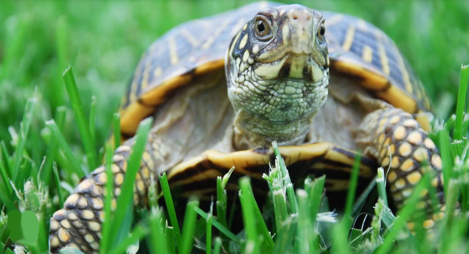 Turtle crossing signs coming to Long Island roads – The Long Island Times
