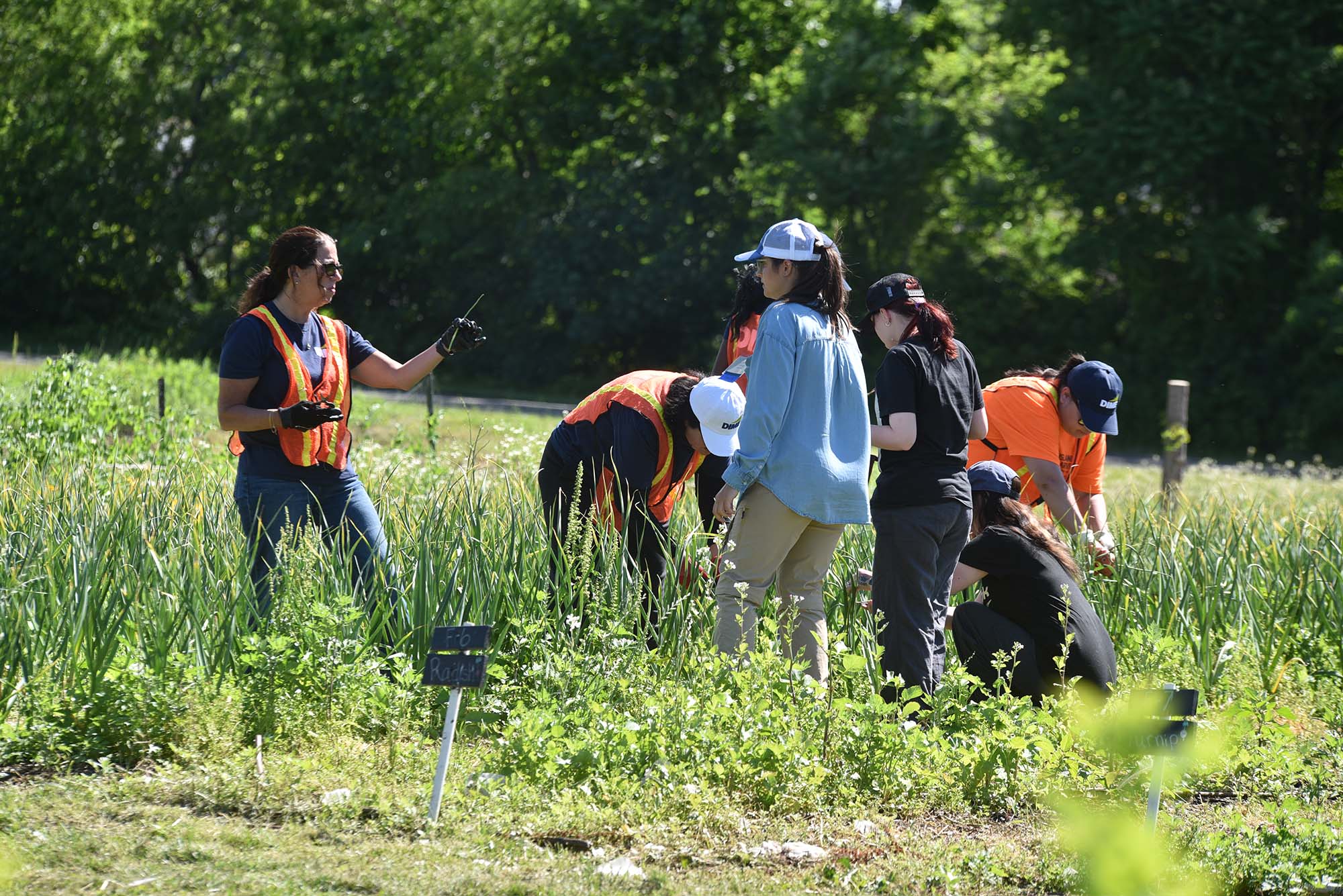 Healthy Harvest Farm introduces new crops to help food-insecure Long ...