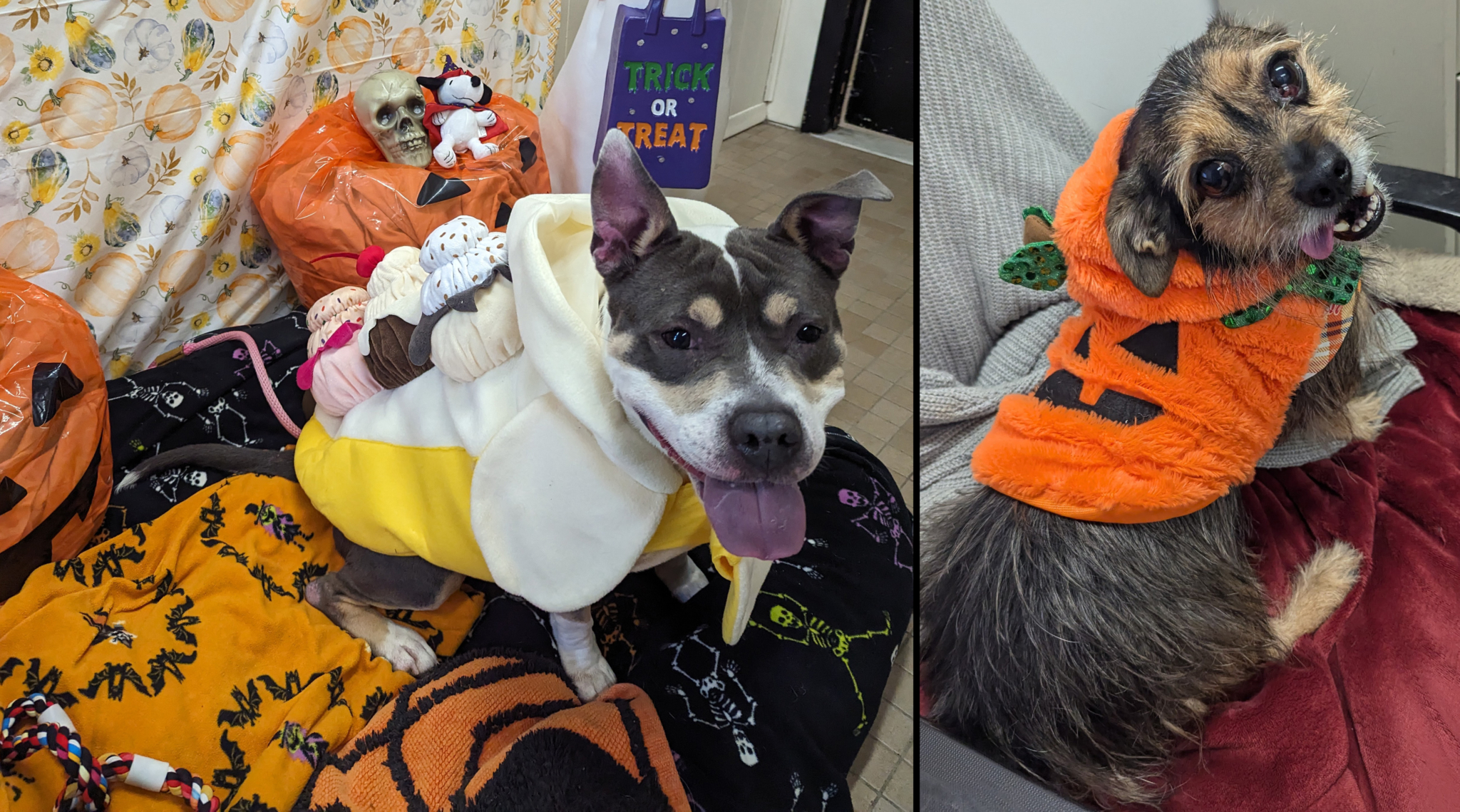 Barktoberfest comes to Brookhaven Animal Shelter with ‘Howl-O-Ween ...