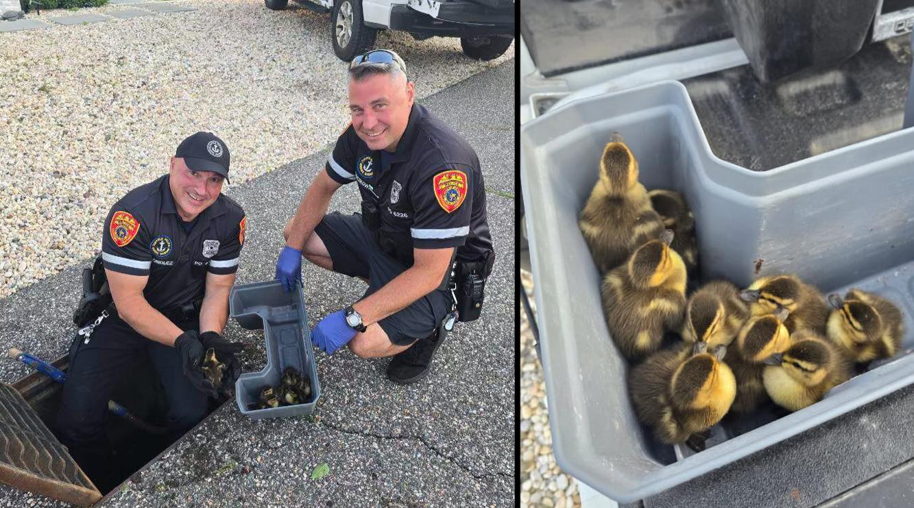 Lucky ducks: Suffolk Marine Bureau officers rescue nine ducklings in ...
