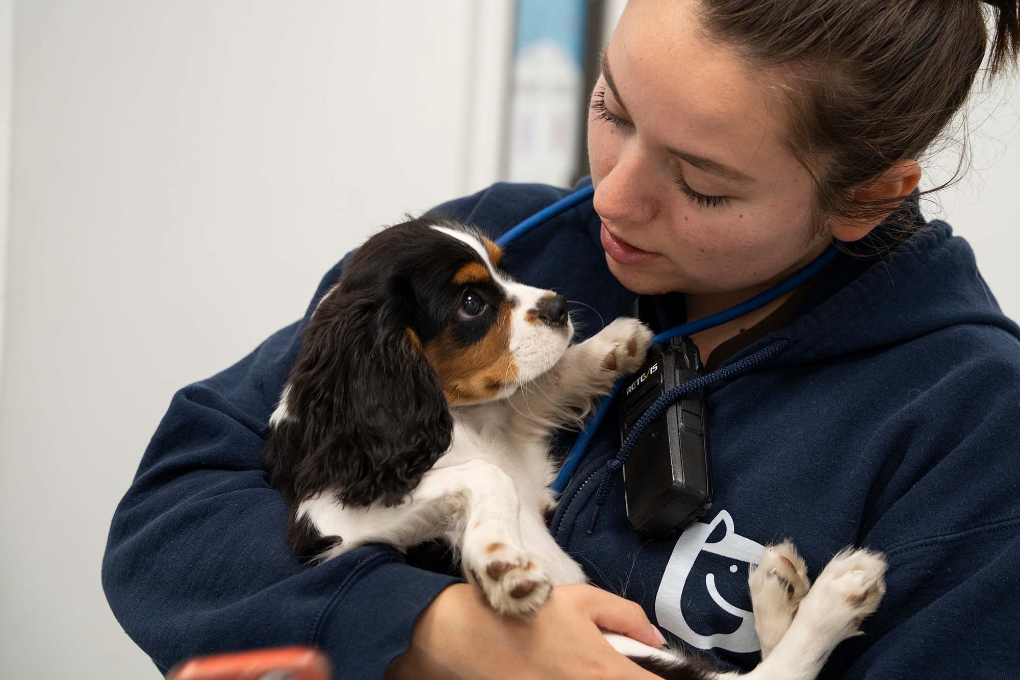 Dan’s Pet Care launches giveaway for rescue adoptions – The Long Island ...